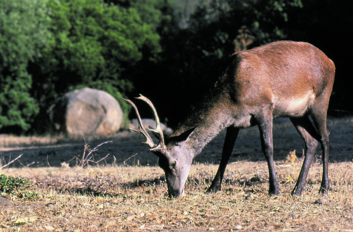 Non uccidete il cervo sardo | il manifesto